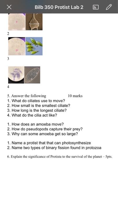 Solved Protist Lab Instruction Use the organisms shown below | Chegg.com