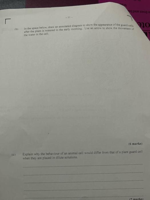 Solved Figure 2 is a diagram of guard cells seen in a | Chegg.com