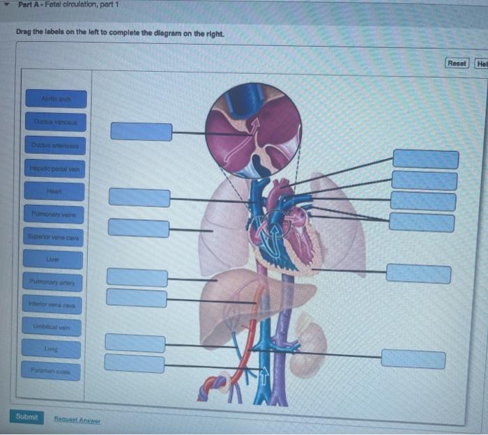 Solved drag the labels on the left to complete the diagram | Chegg.com