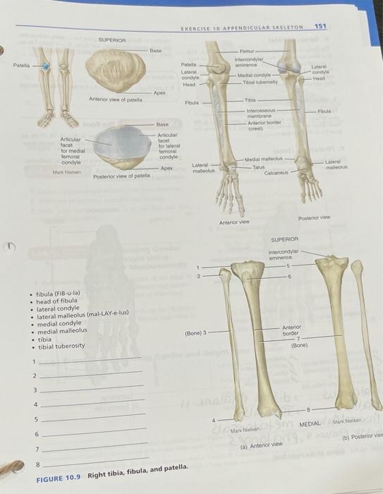 Solved 148 EXERCISE 10. APPENDICULAR SKELETON Bae Anterior | Chegg.com