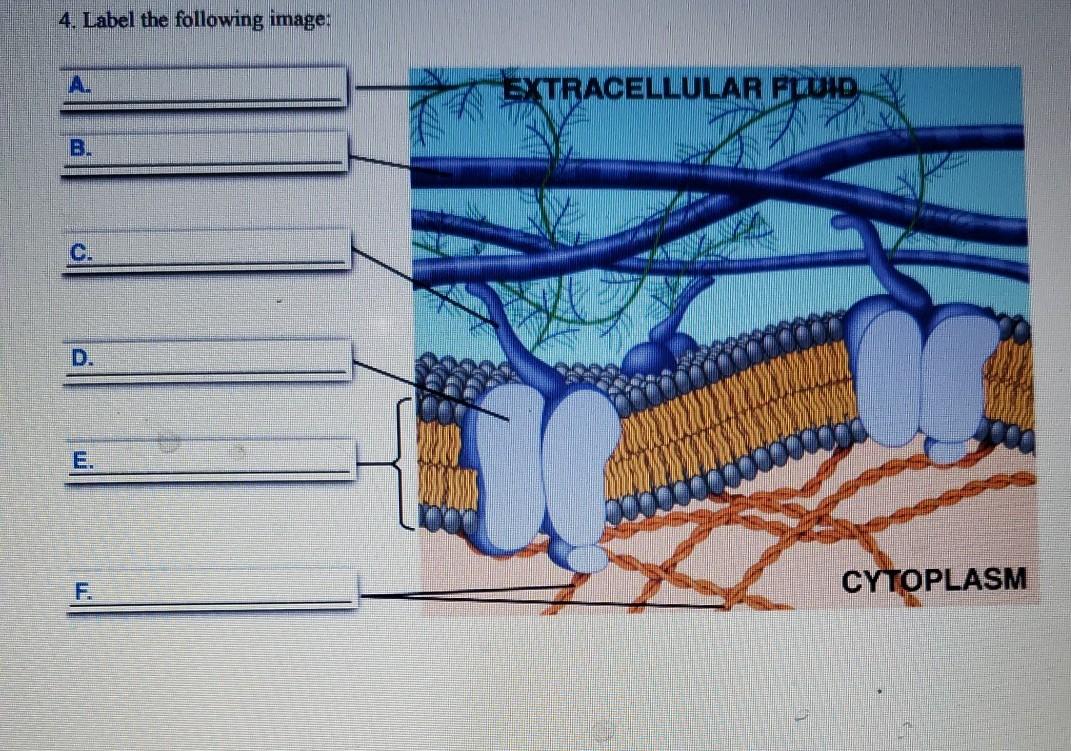 Solved 4. Label the following image: A. EXTRACELLULAR PEDID | Chegg.com