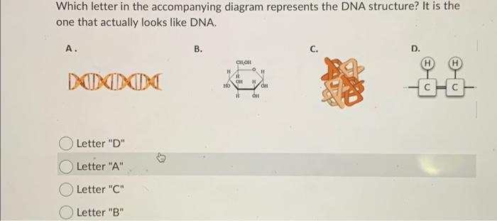 Solved Which letter in the accompanying diagram represents | Chegg.com