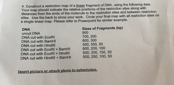 Solved 4. Construct a restriction map of a linear fragment | Chegg.com
