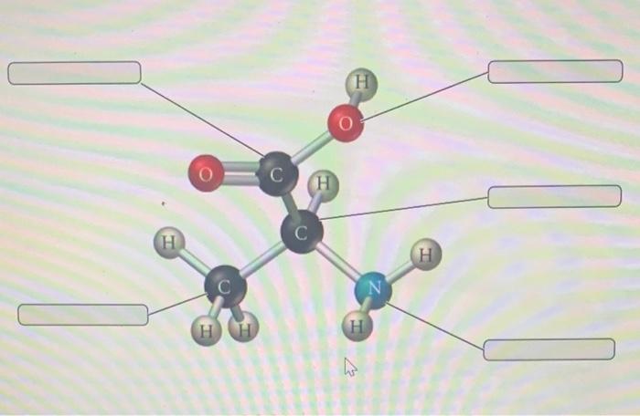Solved Consider the structure of the amino acid alanine. | Chegg.com
