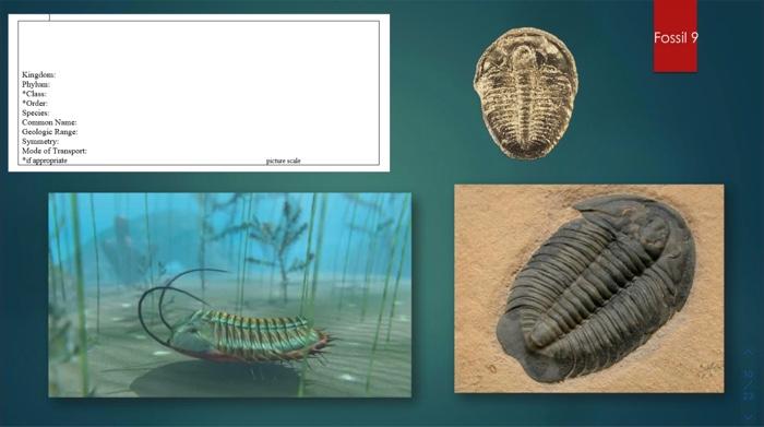 Solved Fossil 9 Kingderes Phytuan "Clans: "Drder- Species | Chegg.com