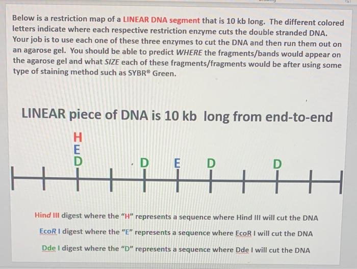 Solved Below is a restriction map of a LINEAR DNA segment | Chegg.com