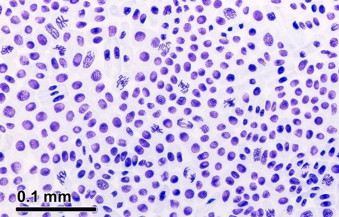 Solved \begin{tabular}{|l|l|} \hline \multicolumn{1}{|c|}{ | Chegg.com