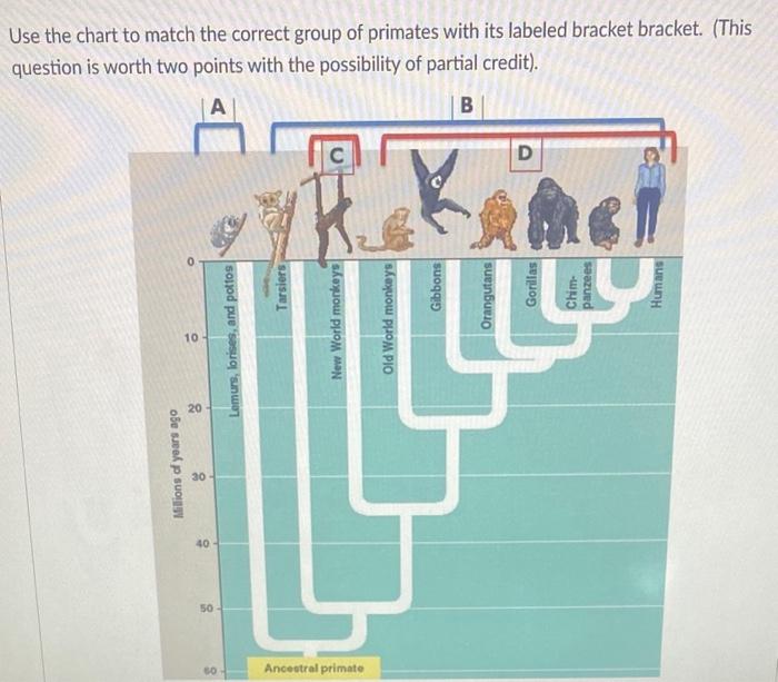 Use the chart to match the correct group of primates | Chegg.com