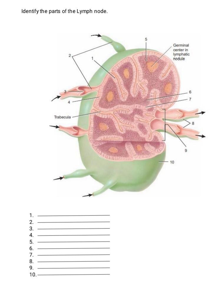 Solved Identify the parts of the Lymph node. 5 5 Germinal | Chegg.com