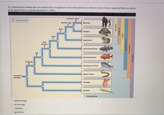 Solved 2c) Classification method that uses shared traits of | Chegg.com
