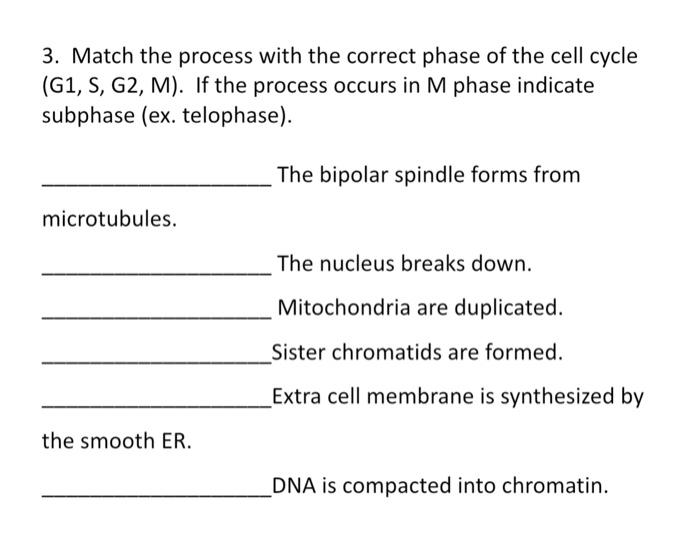 Solved 3. Match the process with the correct phase of the | Chegg.com