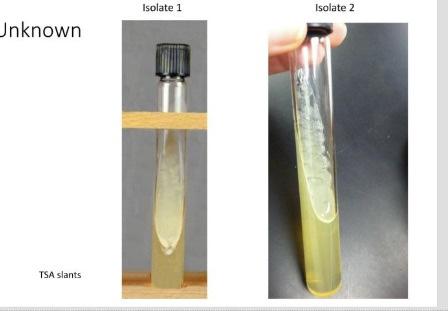 Solved Isolate 1 Isolate 2 Unknown TSA slants | Chegg.com