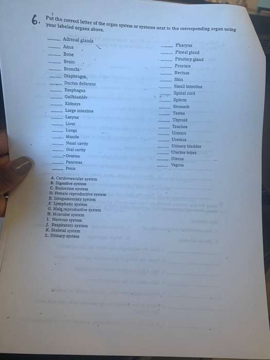 Solved 6. Put the corre at the correct letter of the organ | Chegg.com