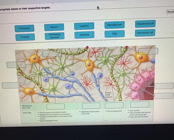 Solved propriate labels to their respective targets. Reset | Chegg.com