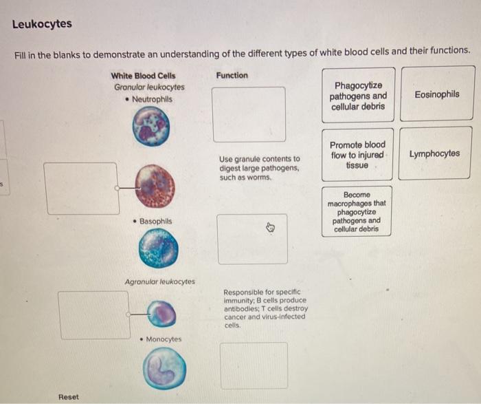 Solved Leukocytes Fill in the blanks to demonstrate an | Chegg.com
