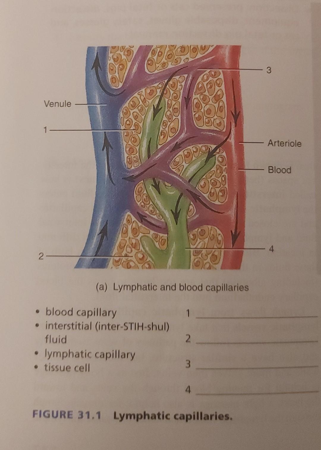 Solved (a) Lymphatic and blood capillaries - blood capillary | Chegg.com