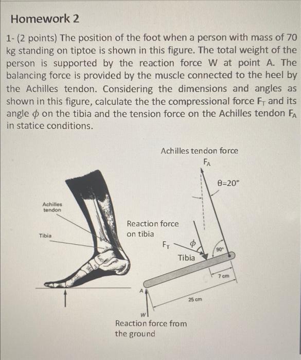 Solved Homework 2 1- (2 points) The position of the foot | Chegg.com