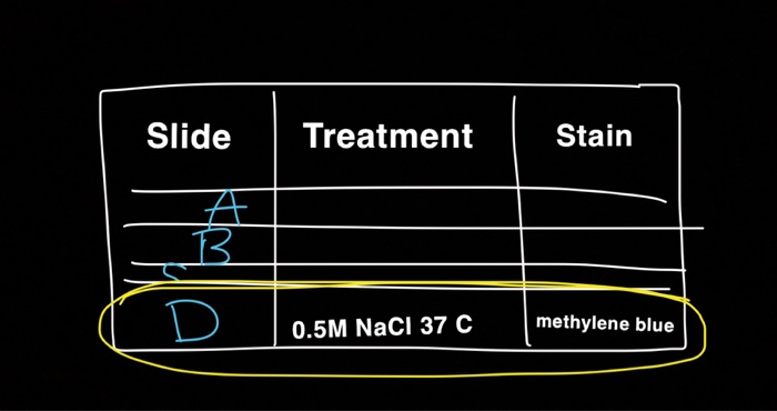 Solved Looking at treatment above in Tube D , it is given | Chegg.com