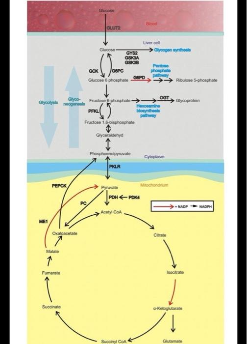 Solved Glucose Bood GLUT2 Liver cell Glucos GYS2 Glycogen | Chegg.com