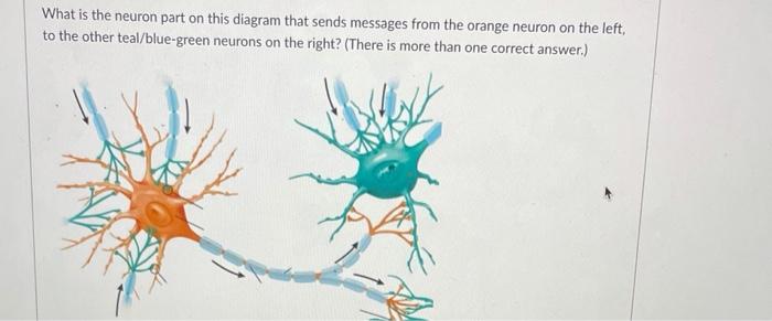 Solved What is the neuron part on this diagram that sends | Chegg.com