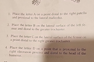 Solved Place the letter A ﻿on a point distal to the right | Chegg.com