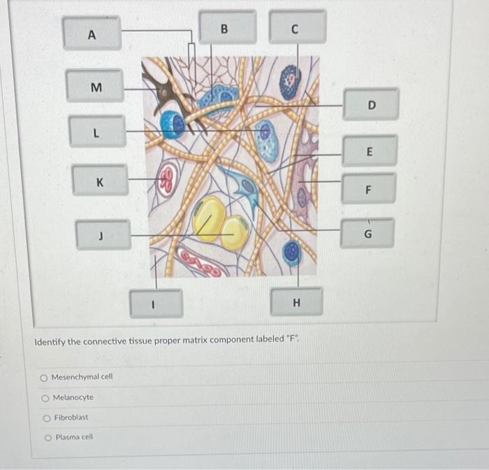 Solved Identify the connective tissue proper matrix | Chegg.com