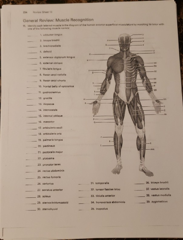 Solved 234 Review Short 13 General Review: Muscle | Chegg.com