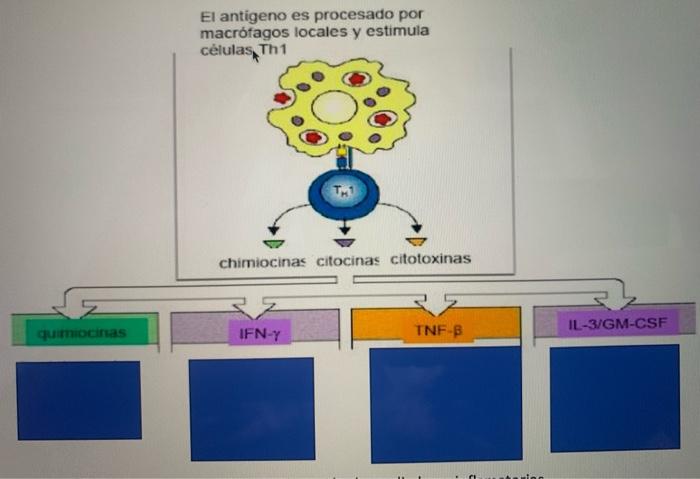 Solved • MO activation that increases the release of | Chegg.com
