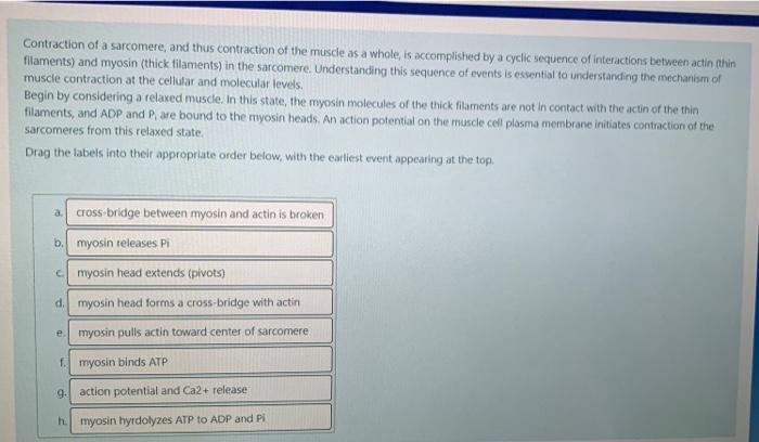 Solved Contraction of a sarcomere, and thus contraction of | Chegg.com