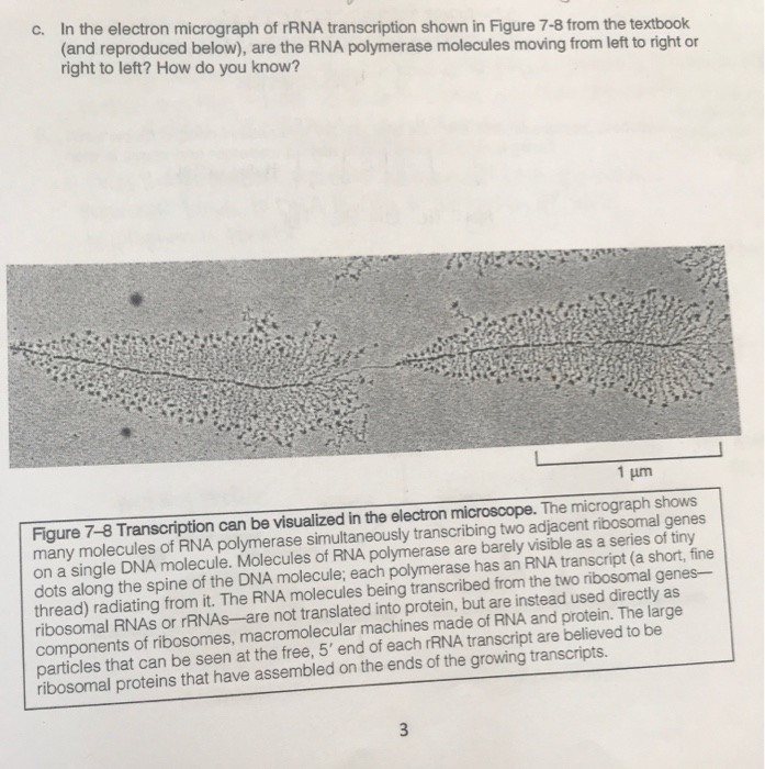 Solved c. In the electron micrograph of rRNA transcription | Chegg.com