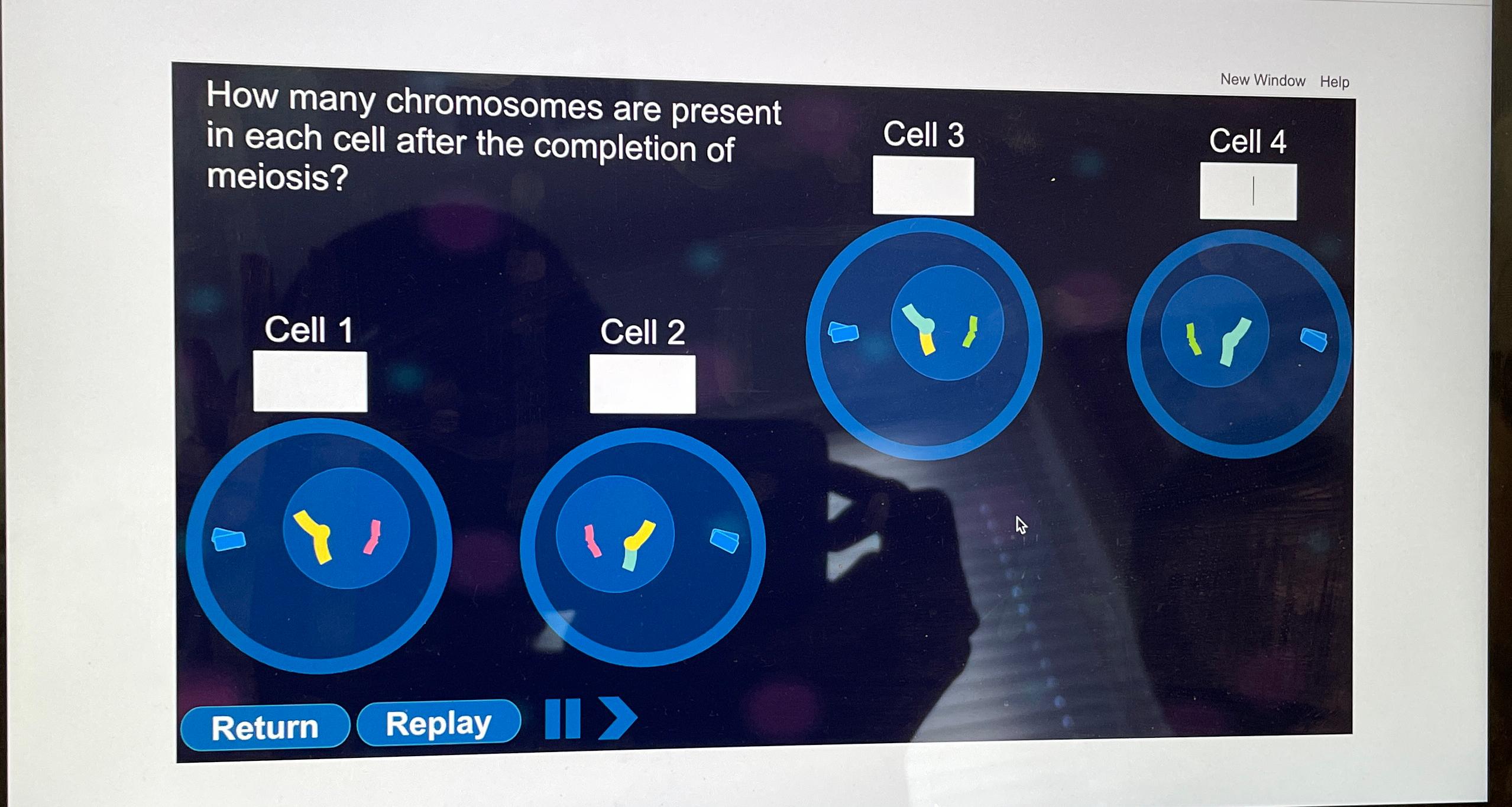 Solved How many chromosomes are present in each cell after | Chegg.com