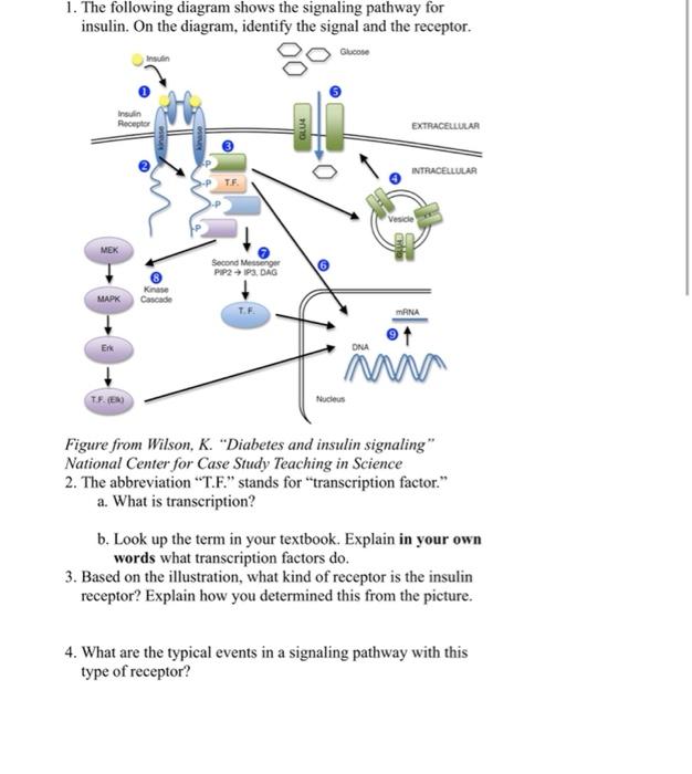 Solved 1. The following diagram shows the signaling pathway | Chegg.com