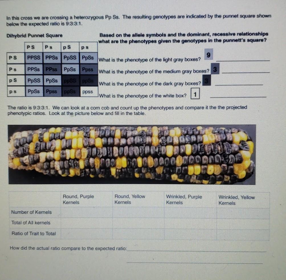 Solved Part 2 Corn Genetics In com (Zea mays), the color the | Chegg.com