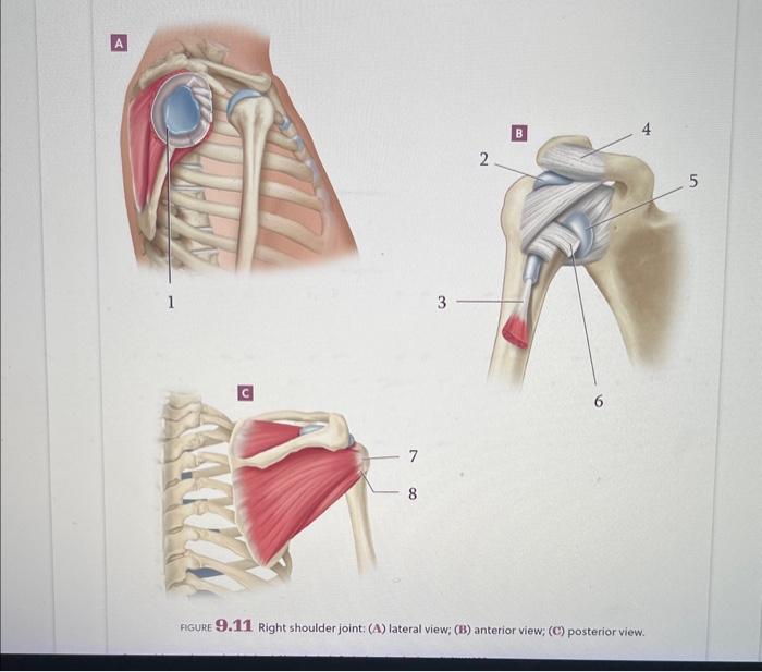 Solved A 1 FIGURE 9.11 Right shoulder joint: (A) lateral | Chegg.com