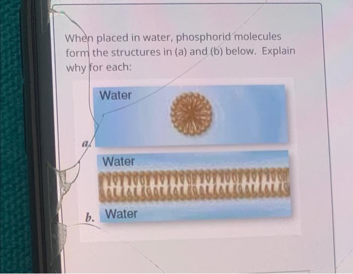 Solved When placed in water, phosphorid molecules form the | Chegg.com