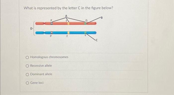 Solved What is represented by the letter C in the figure | Chegg.com