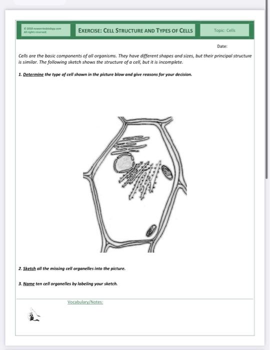 Solved EXERCISE: CELL STRUCTURE AND TYPES OF CELLS Topic: | Chegg.com