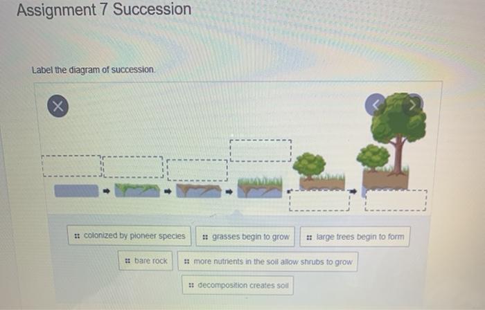 Solved Assignment 7 Succession Label the diagram of | Chegg.com