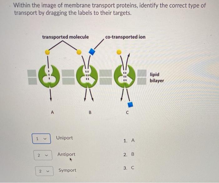Solved Within the image of membrane transport proteins, | Chegg.com