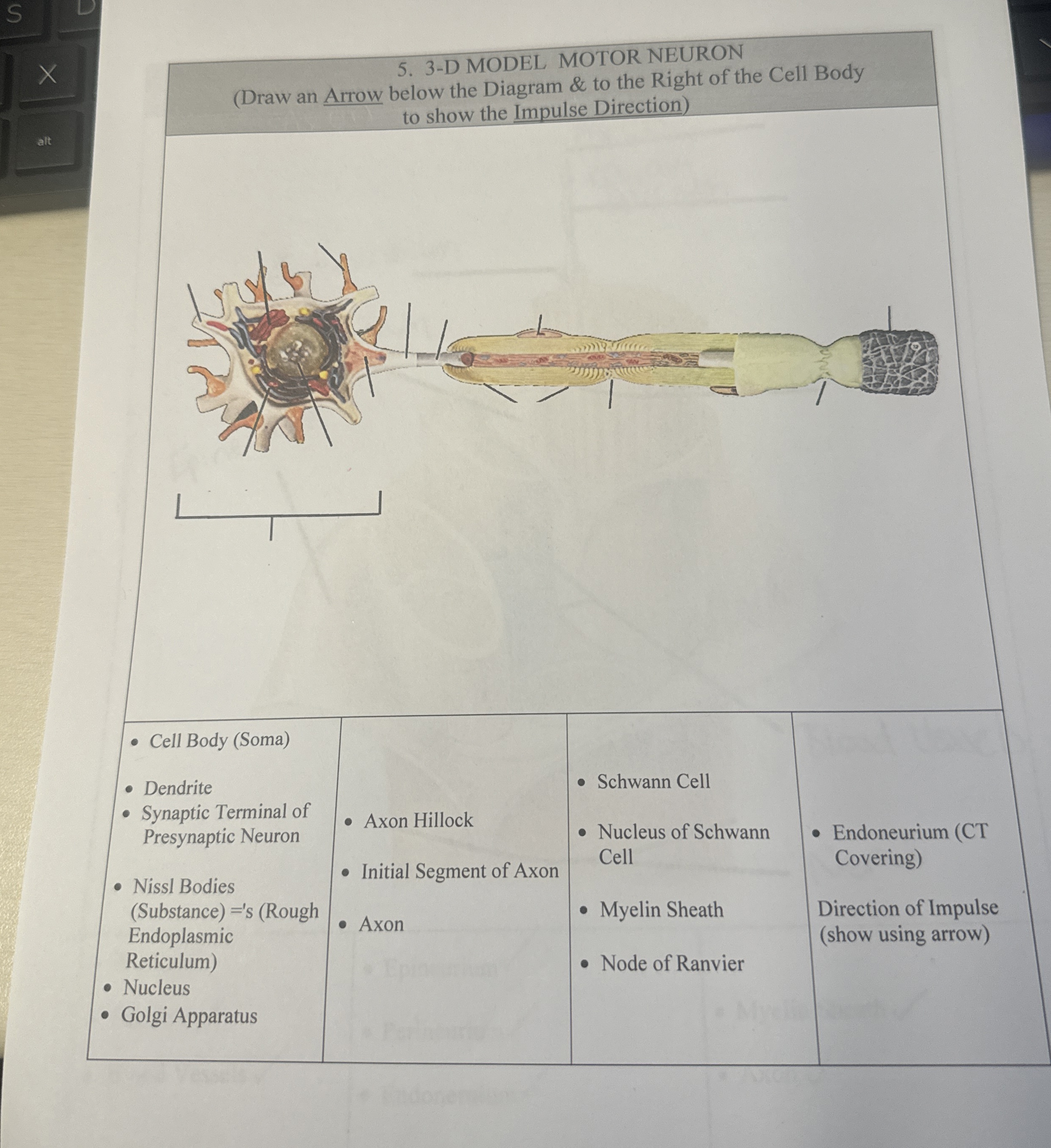 Solved 3-D MODEL MOTOR NEURON(Draw an Arrow below the | Chegg.com