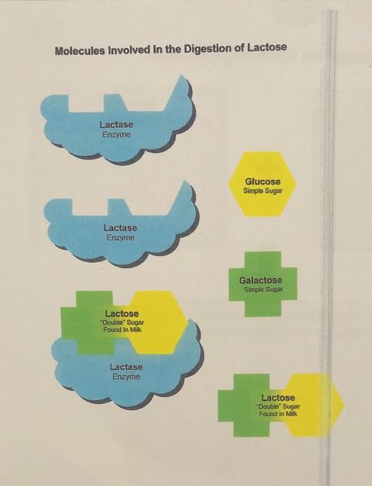 Solved Chemical Equation for the Digestion of Lactose | Chegg.com