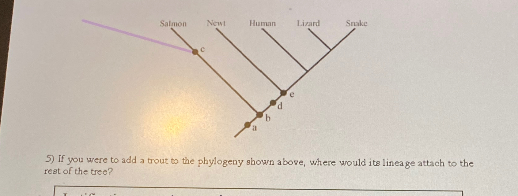 Solved If you were to add a trout to the phylogeny shown | Chegg.com