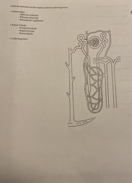 Solved Label the structures of the nephron with the | Chegg.com