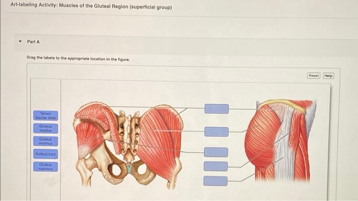 Solved Art-labeling Activity: Muscles of the Gluteal Region | Chegg.com