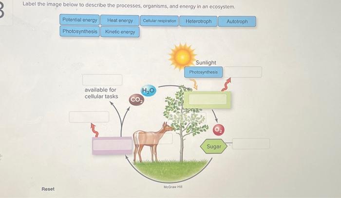 Solved Label the image below to describe the processes, | Chegg.com