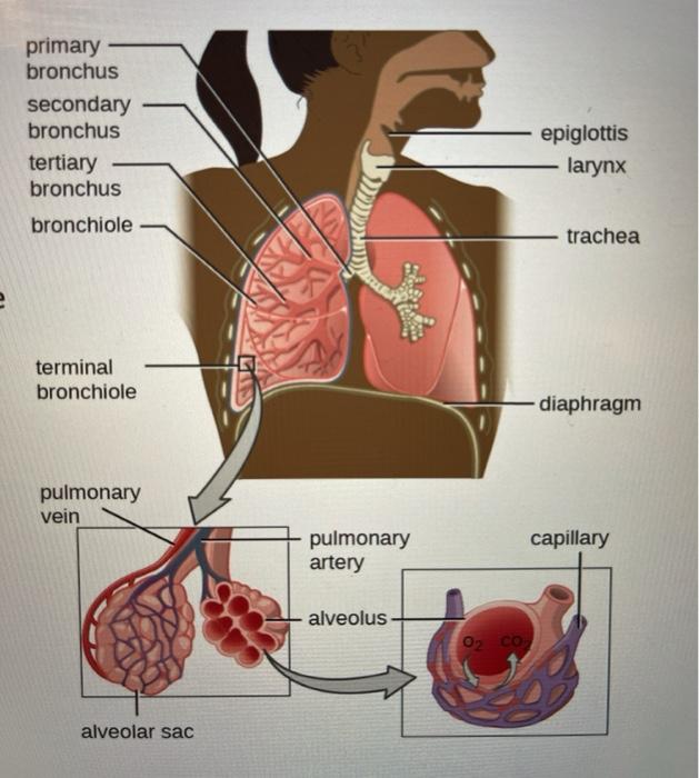 Solved primary bronchus secondary bronchus tertiary | Chegg.com