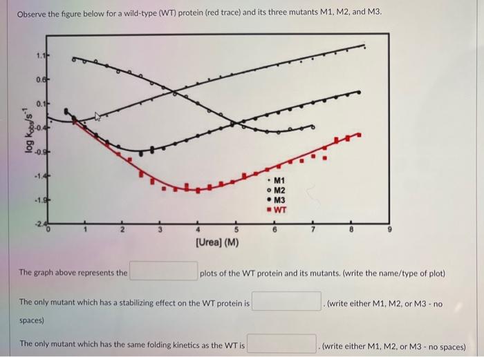 Solved Observe the figure below for a wild-type (WT) protein | Chegg.com