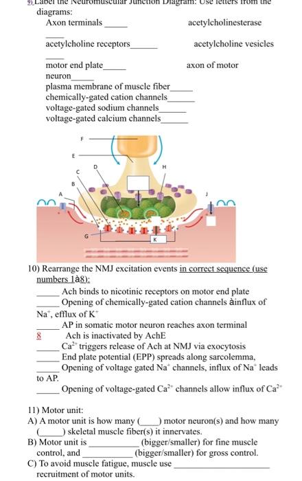 Solved diagrams: Axon terminals acetylcholinesterase | Chegg.com