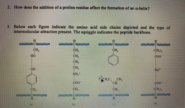 Solved 2. How does the addition of a proline residue affect | Chegg.com