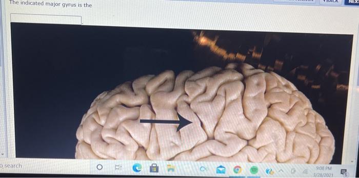 Solved The indicated major gyrus is the DALR NEXT search | Chegg.com